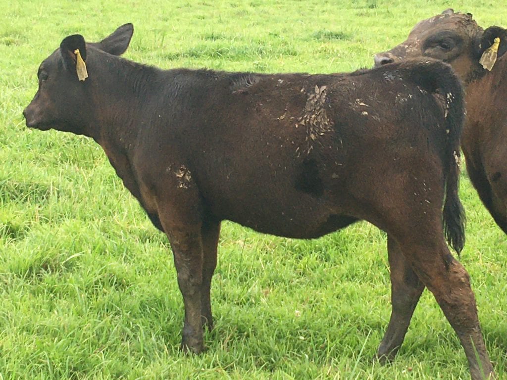 Calf 011 | Slate Run Angus