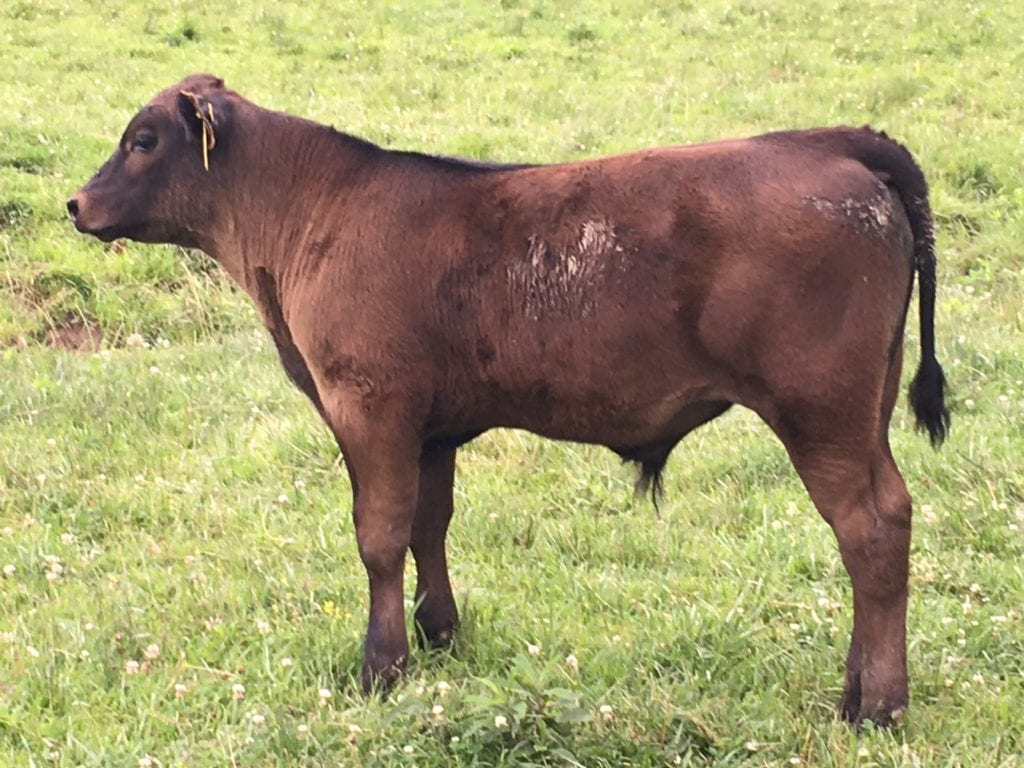 Calf 021 | Slate Run Angus