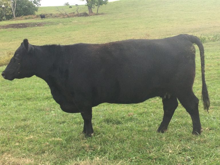 Cattle For Sale | Slate Run Angus